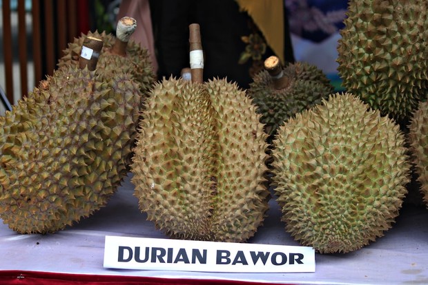 Bikin Goyang Lidah, 5 Jenis Durian Terenak dan Populer di Indonesia Ini Wajib Kamu Coba Semua!