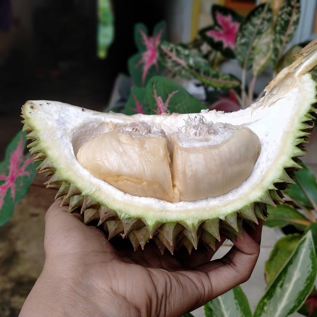 Bikin Goyang Lidah, 5 Jenis Durian Terenak dan Populer di Indonesia Ini Wajib Kamu Coba Semua!