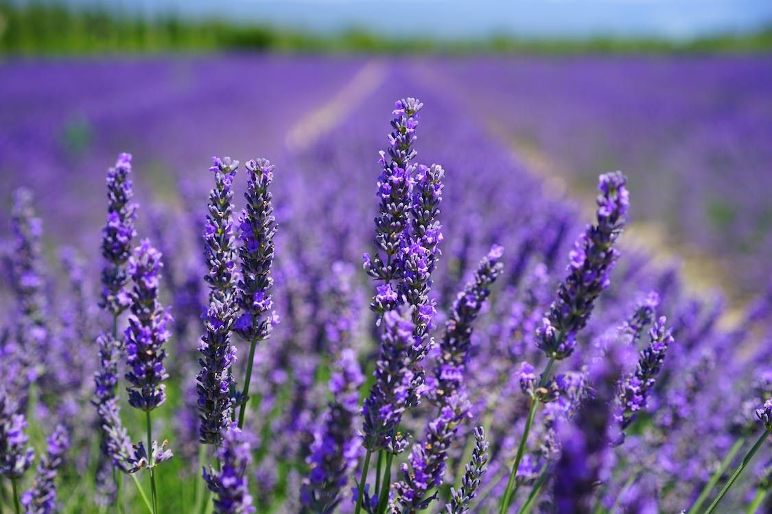 7 Rekomendasi Aroma Terapi yang Bisa Meningkatkan Kualitas Tidur, Buat ... 7 Rekomendasi Aroma Terapi yang Bisa Meningkatkan Kualitas Tidur, Buat ...