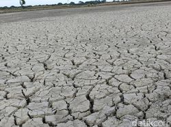 Berita dan Informasi Minum air dari batang pisang Terkini dan Terbaru Hari ini - detikcom