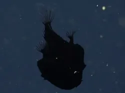 Berita dan Informasi Ikan anglerfish Terkini dan Terbaru Hari ini ...