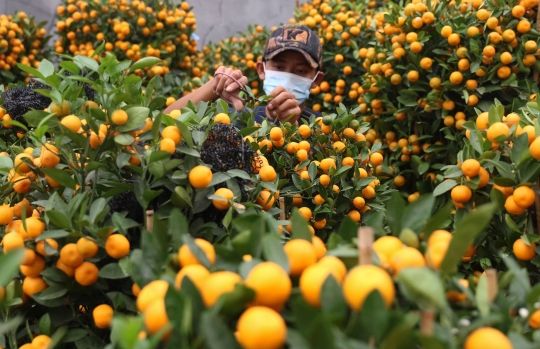 5 Fakta Jeruk Kimkit yang Viral dan Kulitnya Bisa Dimakan