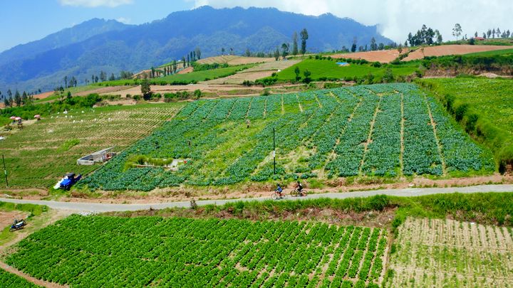 Jelajah Mutu Manikam di Ujung Timur Jawa