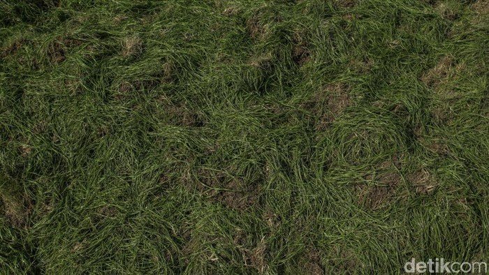 Revitalisasi Rumput SUGBK Dimulai