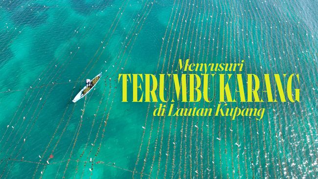 Longform - Menyusuri Terumbu Karang di Lautan Kupang