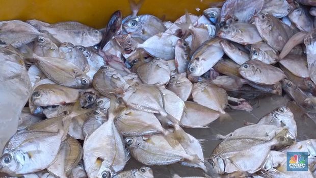 Asal Usul Susu Ikan Akhirnya Terungkap, Ternyata Begini Cara Bikinnya