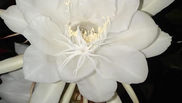 Jajaran Bunga Termahal Dunia: Penuh Pesona & Berharga Miliaran