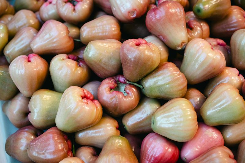 10 Jenis Jambu Air di Indonesia Beserta Gambarnya
