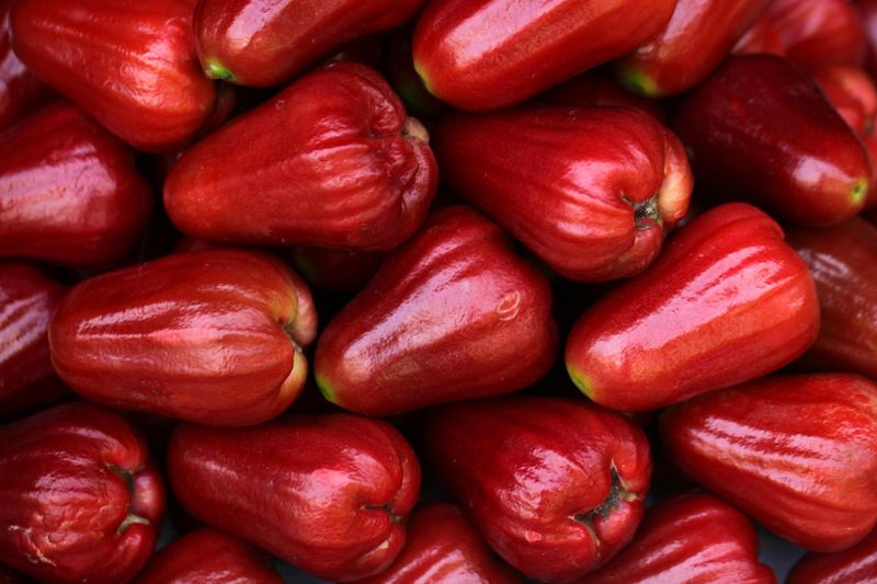 10 Jenis Jambu Air di Indonesia Beserta Gambarnya