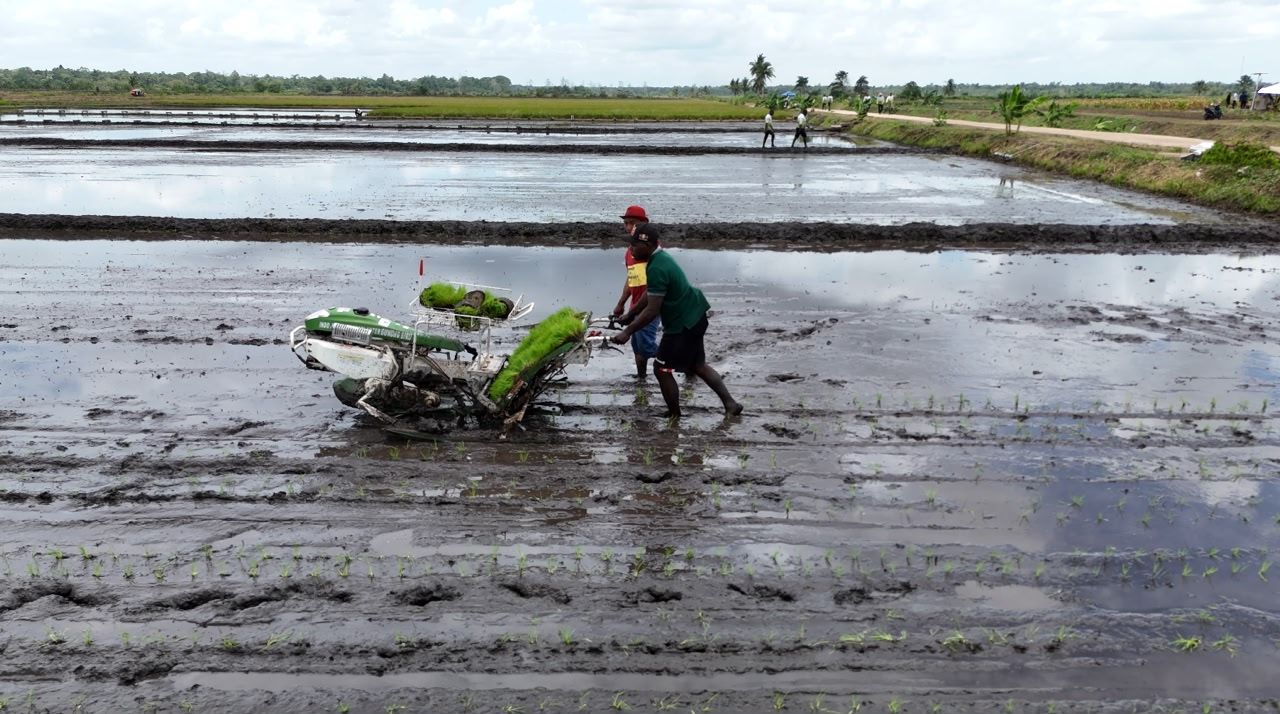 Produksi Beras di Merauke Melonjak, Harga Turun ke Rp15.500/ Kg