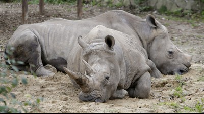 Dunia Binatang Langka