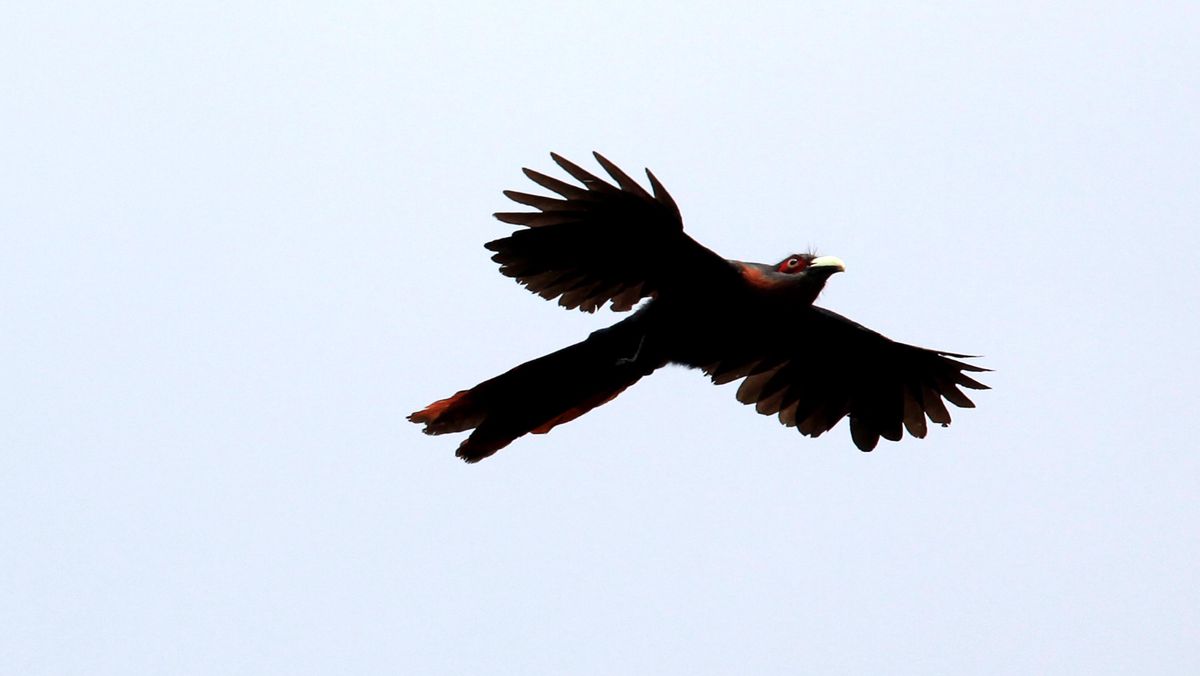 Burung Parasit, Si Pembawa Kabar Duka