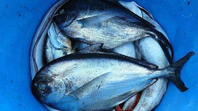 Apa Saja Ciri-ciri Ikan yang Mengandung Merkuri? Apa Saja Ciri-ciri Ikan yang Mengandung Merkuri?