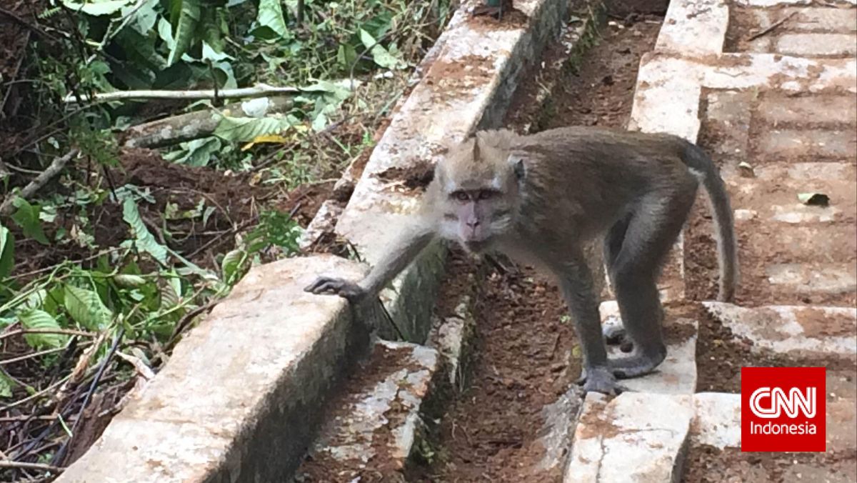 Warga Bogor Panik Lihat Kawanan Monyet Datangi Permukiman
