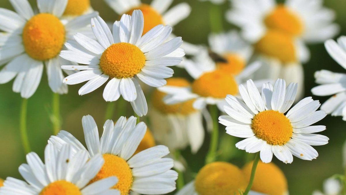 5 Tanaman dengan Aroma Semerbak Ini Bisa Jadi Pengusir Cicak Terbaik