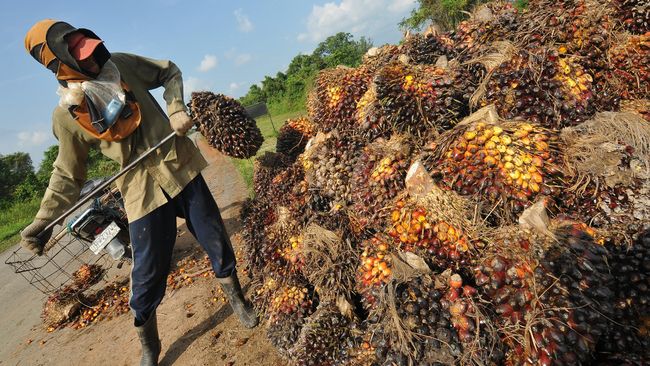 Pemerintah Incar Peningkatan Dana Replanting Sawit