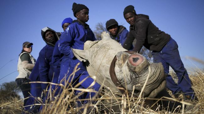 FOTO: Cula Badak Dilelang di Afrika Selatan