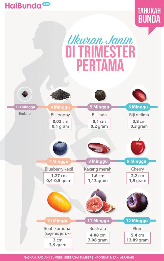 Ukuran dan Bentuk Calon Bayi di Trimester Pertama Kehamilan