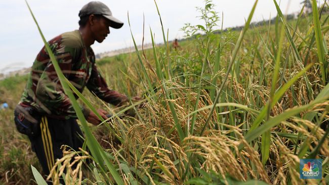 Kabar Baik Buat Petani, Bulog Targetkan Serap 3 Juta Ton Beras di 2025