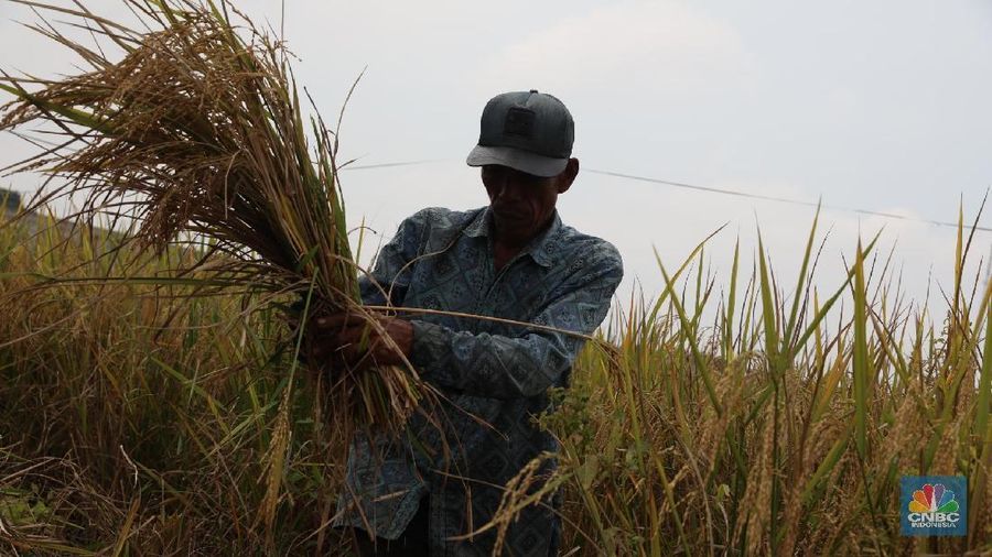 Gabah Dibeli Bulog Rp 6.500/Kg, Zulhas Wanti-wanti Petani Ini
