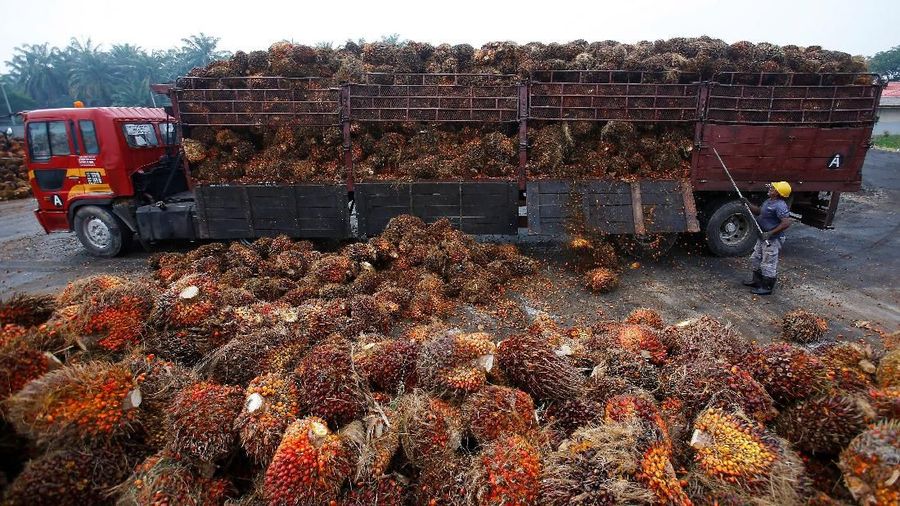 Mulai Hari Ini, Bea Ekspor Sawit Naik dari 7,5% Jadi 10%