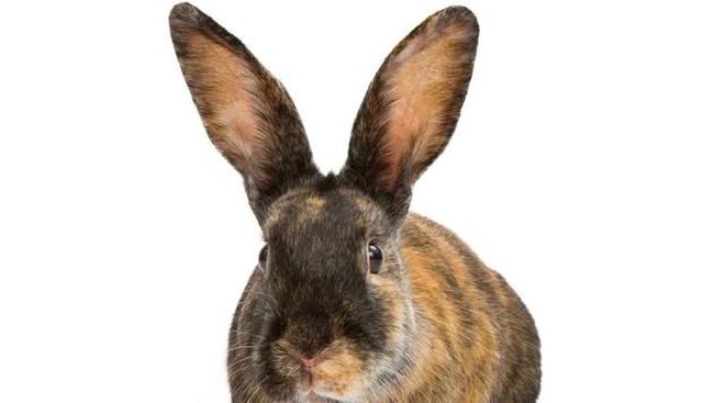 5 Ras Kelinci yang Cocok Dipelihara Anak-anak
