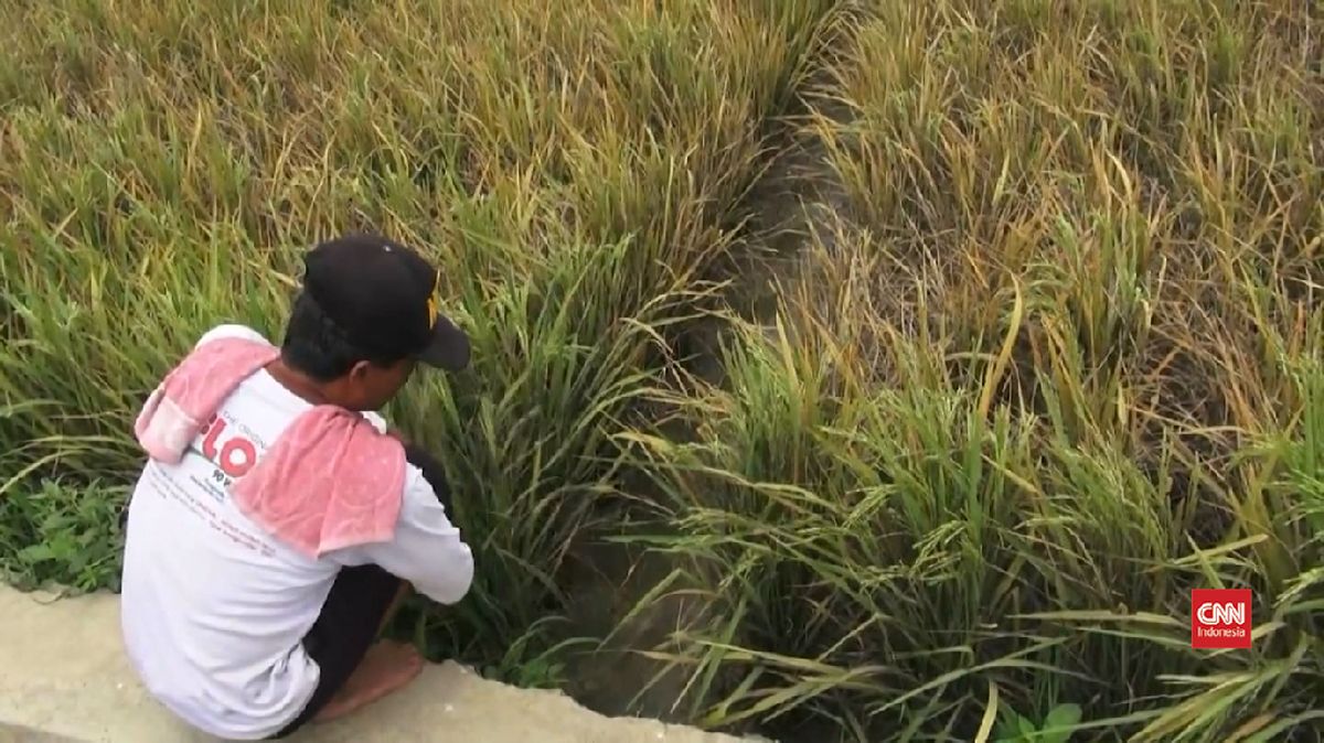 Masalah Penguasaan Lahan Hambat Kesejahteraan Petani