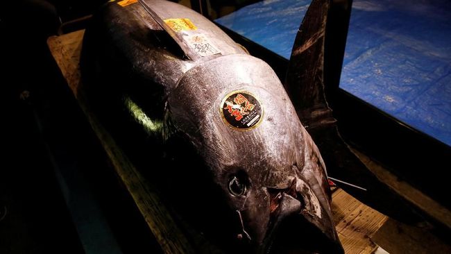 KKP Bakal Geber Budidaya Tuna di RI, Begini Caranya