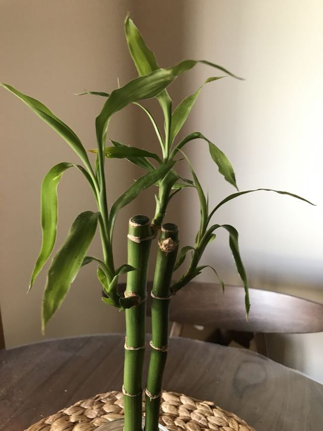 3 Jenis Bambu Hias, Cara Menanam dan Perawatannya agar Tumbuh Cantik