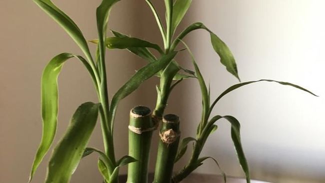 3 Jenis Bambu Hias, Cara Menanam dan Perawatannya agar Tumbuh Cantik