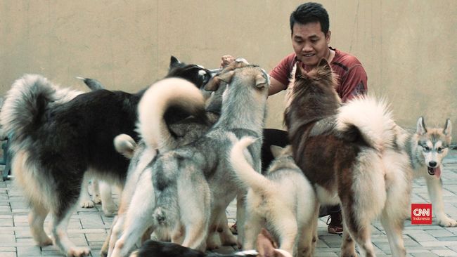 Anjing-anjing 'Keluarga' Agus Susilo