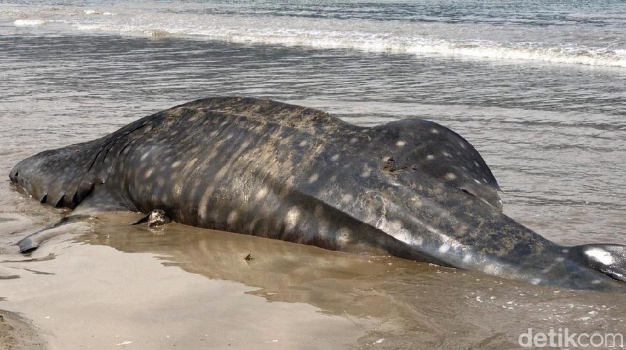 Dua Hiu Tutul Mati di Pantai Pacitan, Warga Ramai Tonton Proses Penguburan