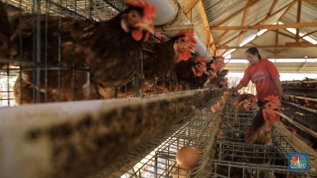 Jadi Korban Daya Beli Lesu, Penjualan Emiten Unggas dan Sapi Ambruk