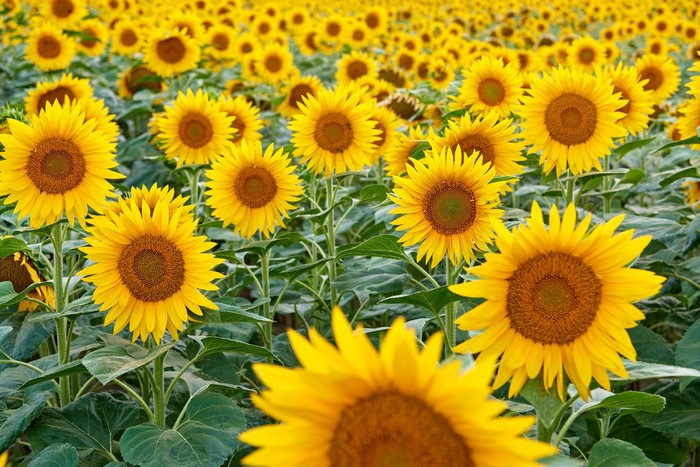 7 Tanaman Hias Bunga Outdoor yang Tahan Banting di Musim Hujan