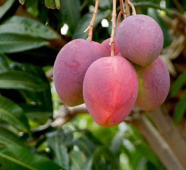 Fakta Mangga Irwin Ungu, Buah yang Cantik dan Kaya akan Manfaat