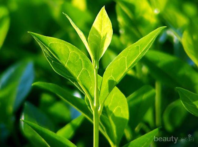 Manfaat Tea Tree Oil untuk Jerawat, Ujung Rambut, hingga Ujung Kaki