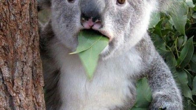 Beginilah Ekspresi Lucu Binatang Saat Mereka Terkejut