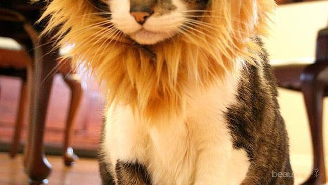 5 Kucing ini Berdandan dengan Kostum yang Membuatmu Semakin Ingin ...