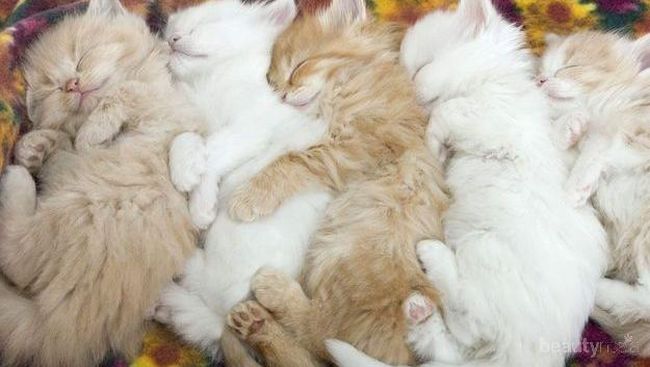 Momen Indah Kucing Berbagi Kehangatan