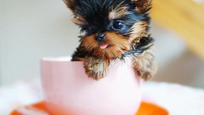Lihat Lucunya 5 Anjing Mini Ini!