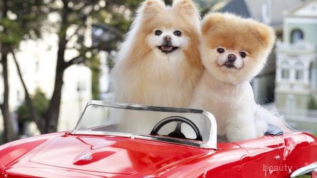10 Anjing Terpopuler di Instagram yang Ketenarannya Bikin Ngiri