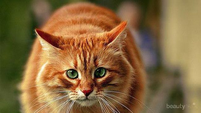 Gemuknya Kucing-Kucing Ini Akan Membuatmu Tersenyum