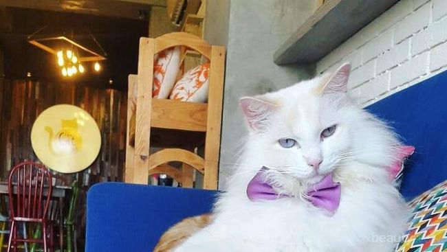 [FORUM] Rekomendasi Kafe Kucing Lucu di Jakarta dan Bandung