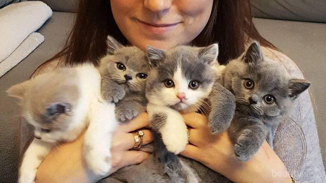 [BEAUTYNESIA CHALLENGE] Punya Kucing Kesayangan? Yuk, Tunjukkan Foto ...