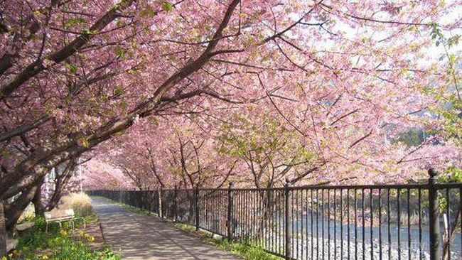 Ini Tempat dan Waktu yang Tepat untuk Nikmati Indahnya Bunga Sakura di ...