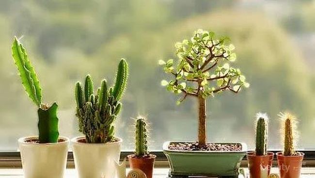 5 Tips Berkebun untuk Pemula yang Belum Kamu Ketahui