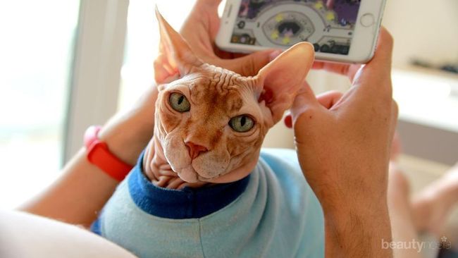 Terlihat Sangar dan Unik, Inilah Fakta Lain dari Kucing Sphynx