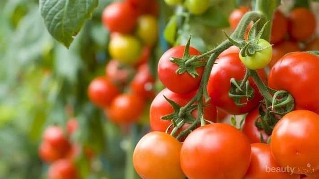 Cobain Yuk, Resep Ubah Tomat Jadi Santapan Lezat!