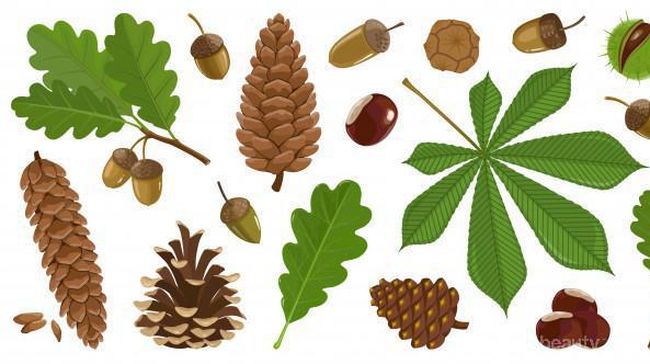 Manfaat Minyak Pinus yang Perlu Kamu Ketahui