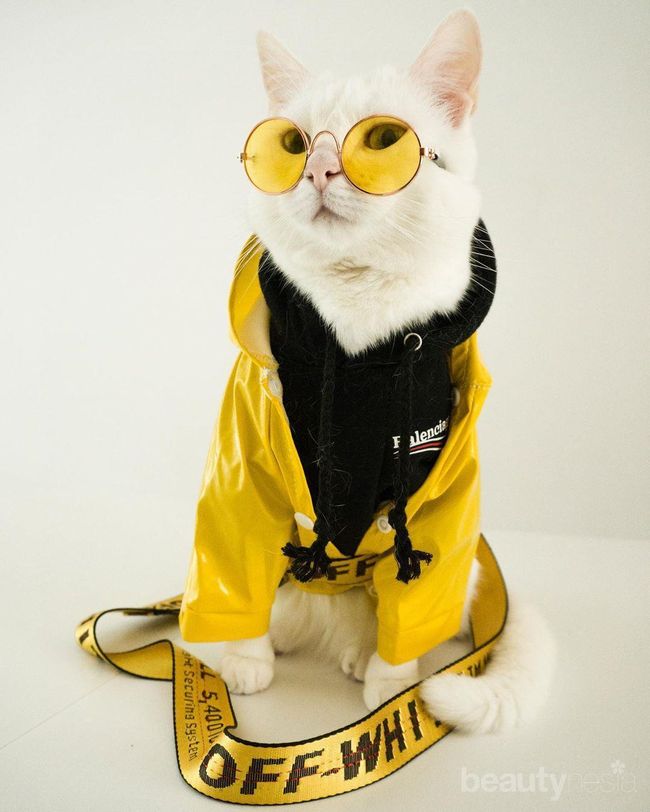 Gayamu Biasa Aja? Jangan Kalah Sama Zappa, Kucing Paling Swag dan ...